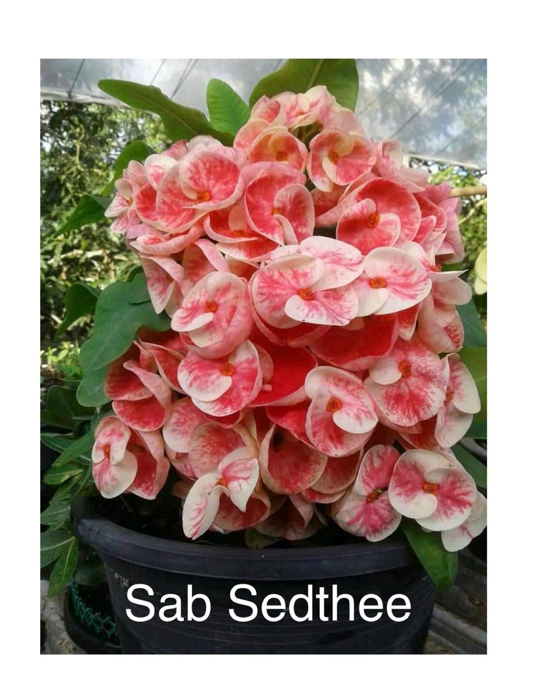 Crown of Thorns Sab Sedthee Cutting Corona De Cristo COT Plant Rare ...