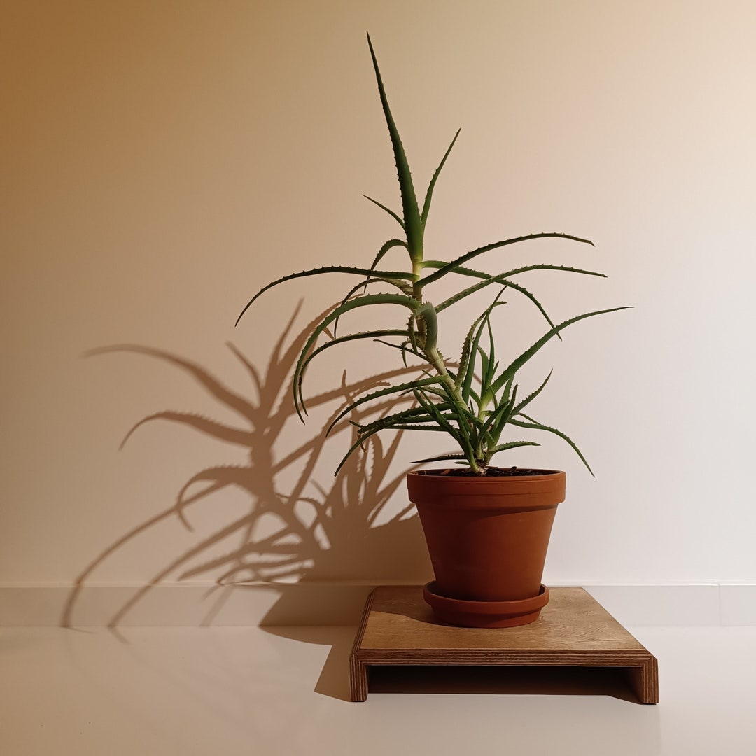 Large Light Walnut Plywood Stand - Etsy