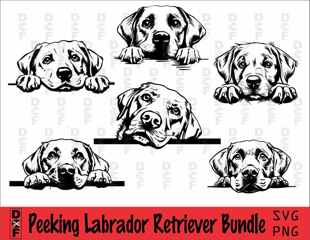 Peeking Labrador Retriever SVG and PNG Bundle, Peeking Paws, Dog Breed ...