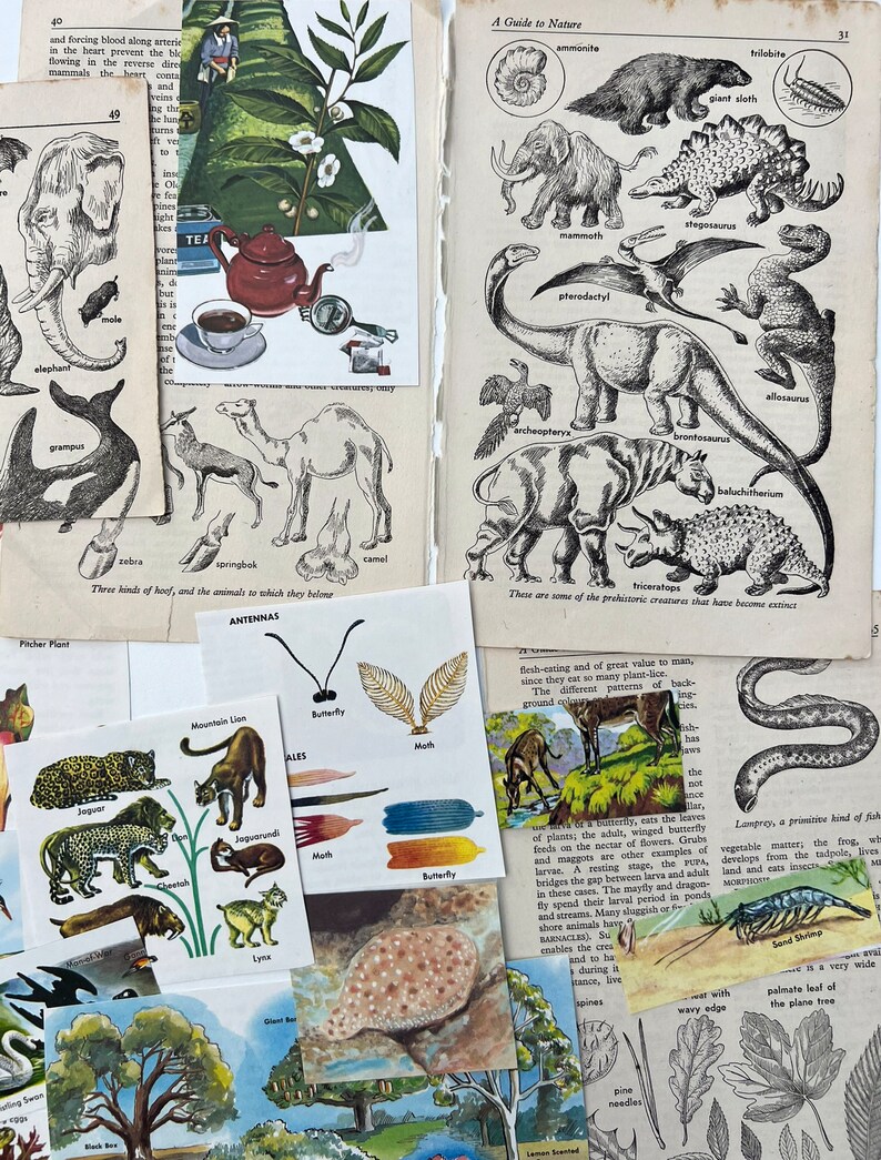 Plant and Animals Historical, Book Pages, Ephemera, Collage Fodder ...