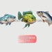 Freshwater Fish Clipart Bundle: 720 PNG Images, Commercial Use (digital ...