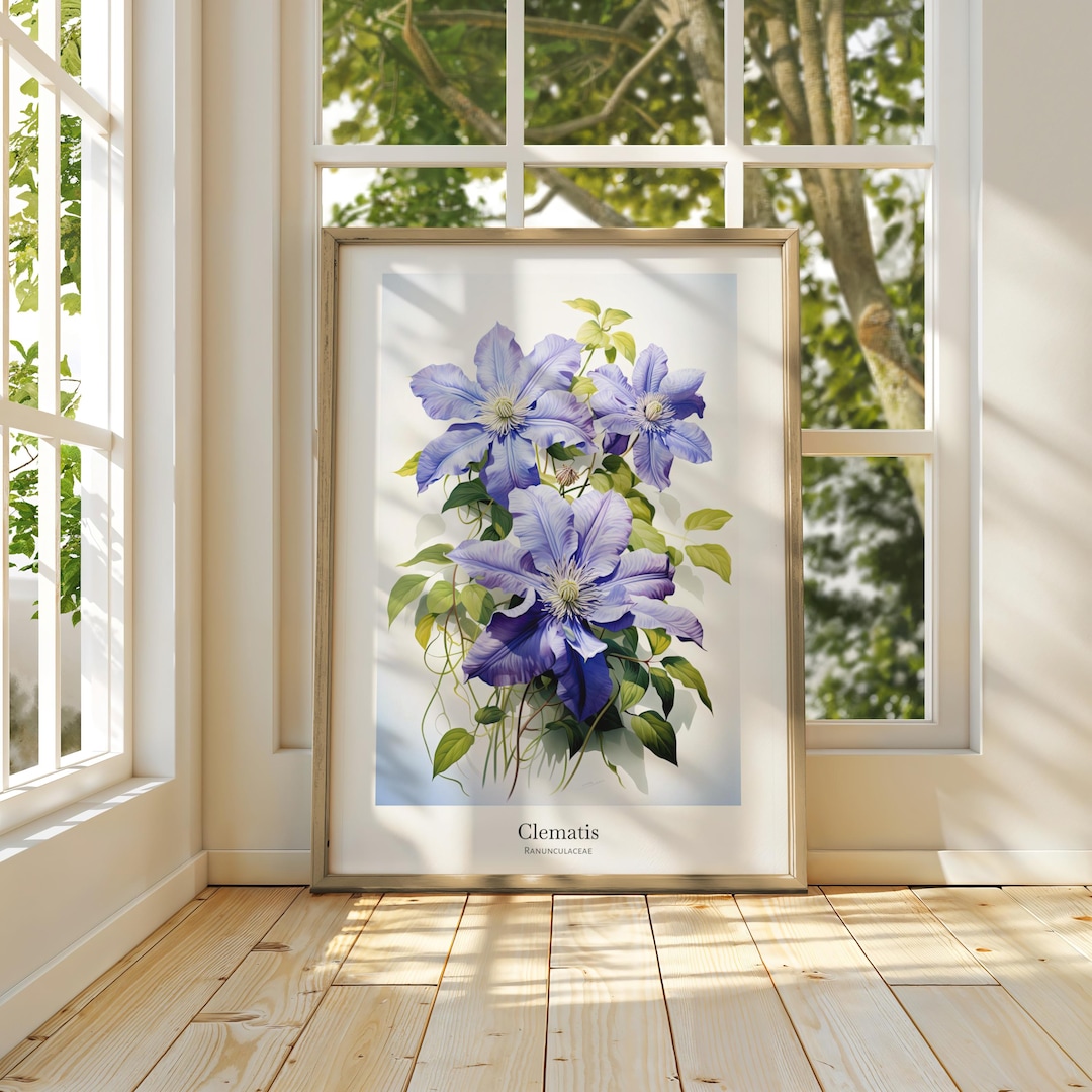 Clematis Flower Art Print: Matte Vertical Poster, Museum Grade - Etsy