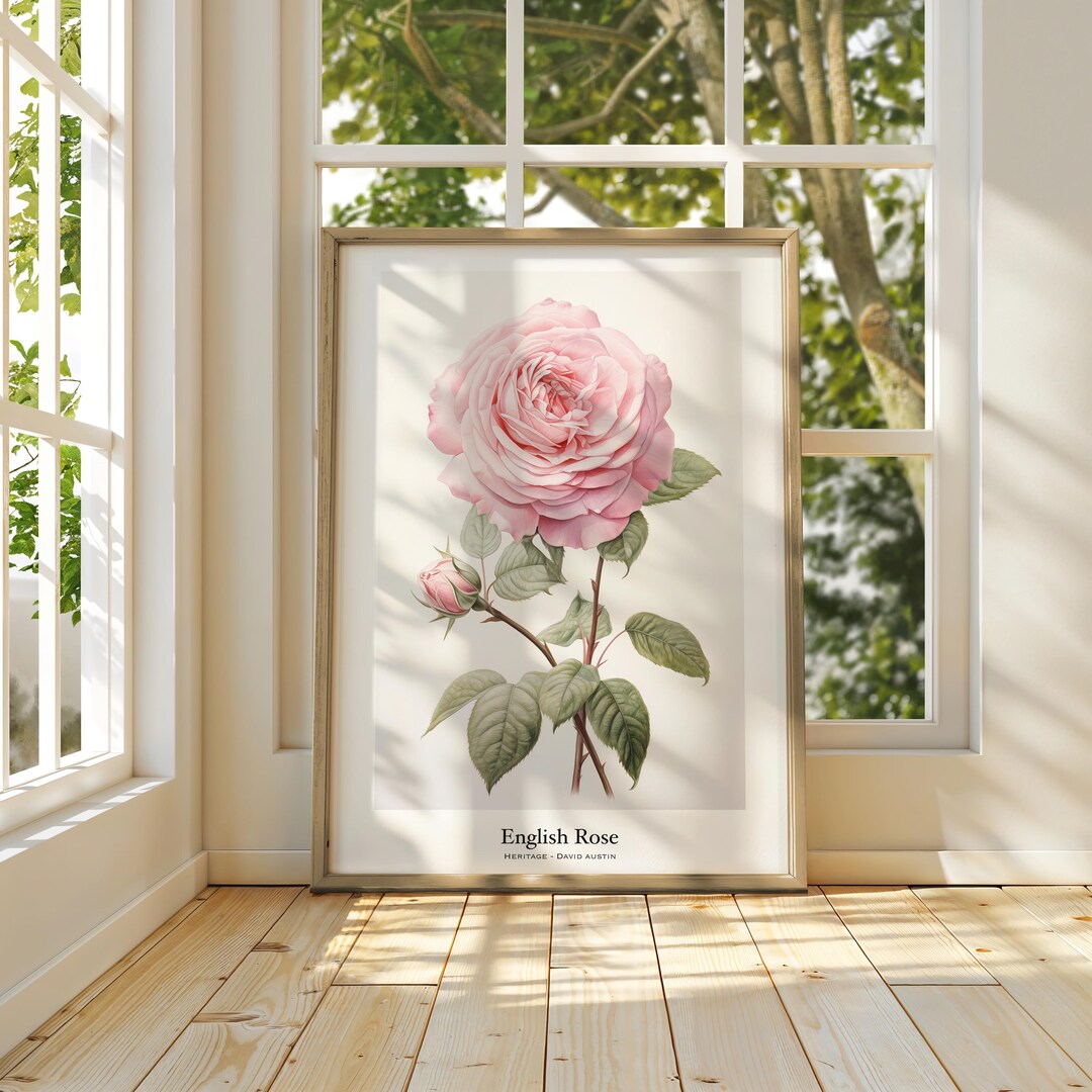 English Rose Vertical Posters, Abraham Darby Wall Art, Floral Decor ...