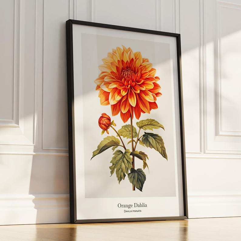 Orange Dahlia Art Print: Vibrant Botanical Wall Decor - Etsy