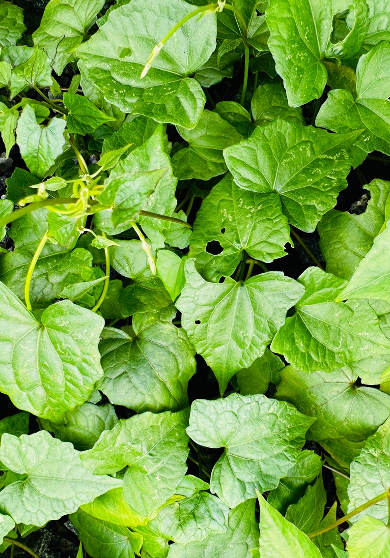 100% Organic Dried GUACO Makania - Etsy