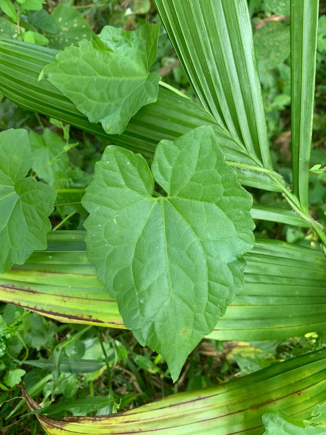 100% Organic Dried GUACO Makania - Etsy Australia