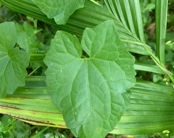 100% Organic Dried GUACO Makania - Etsy