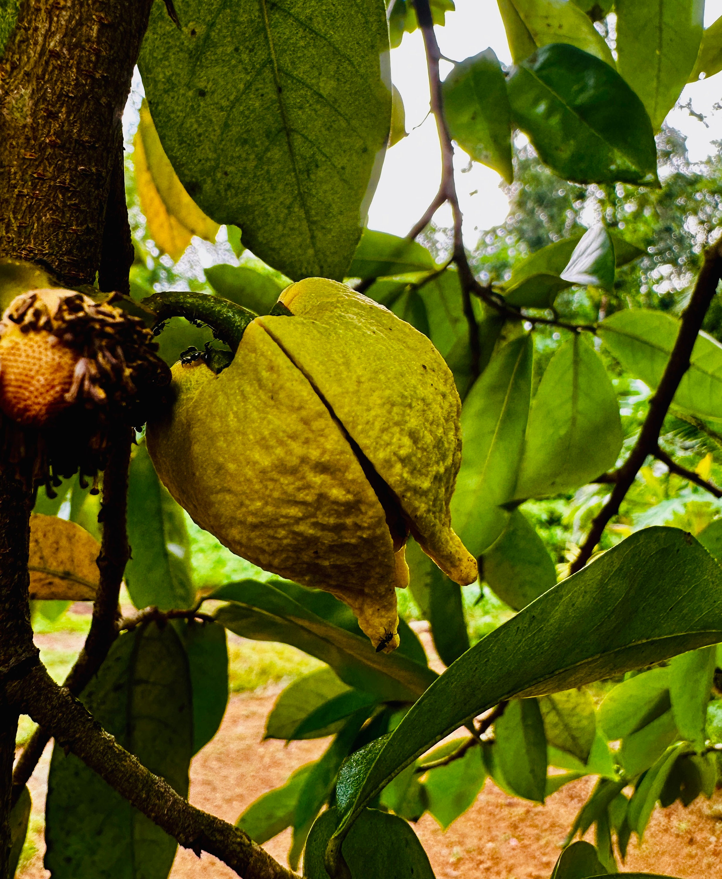 100% Organic Soursop Flower Tea - Etsy