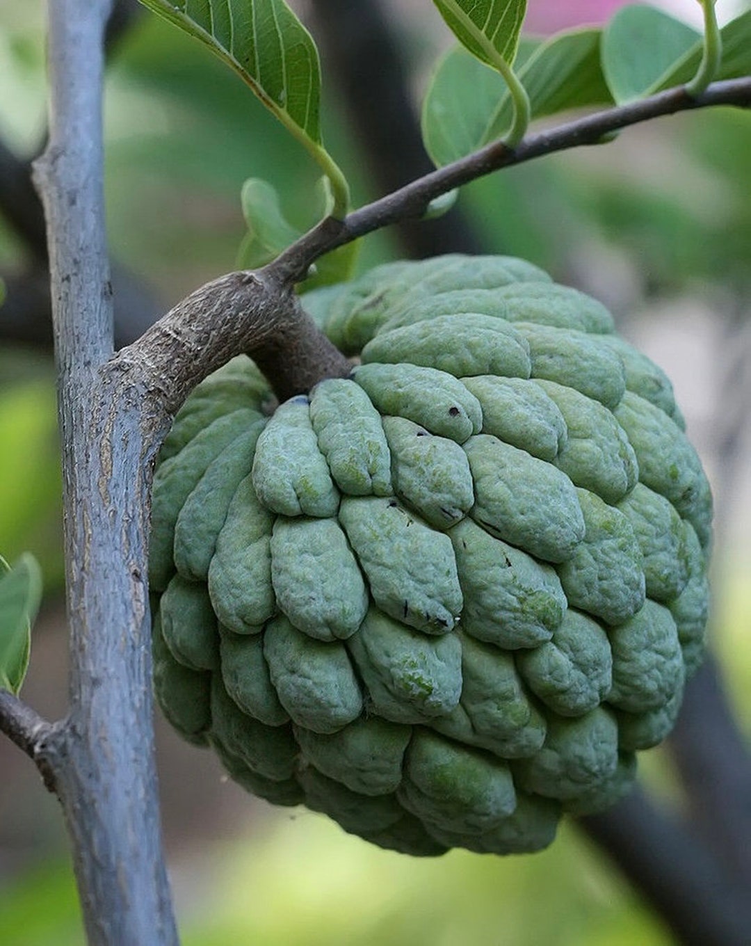 100% Organic Sugersop Seeds | Sweetsop - Etsy