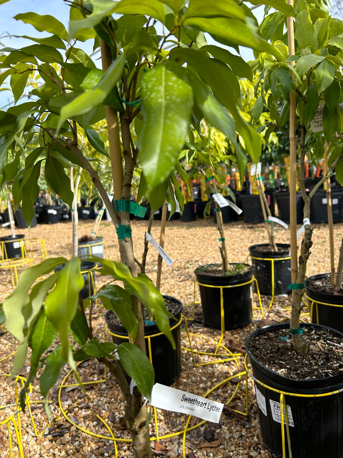 Air Layered Sweetheart Lychee Tree Live Fruit Tree 3gallon - Etsy