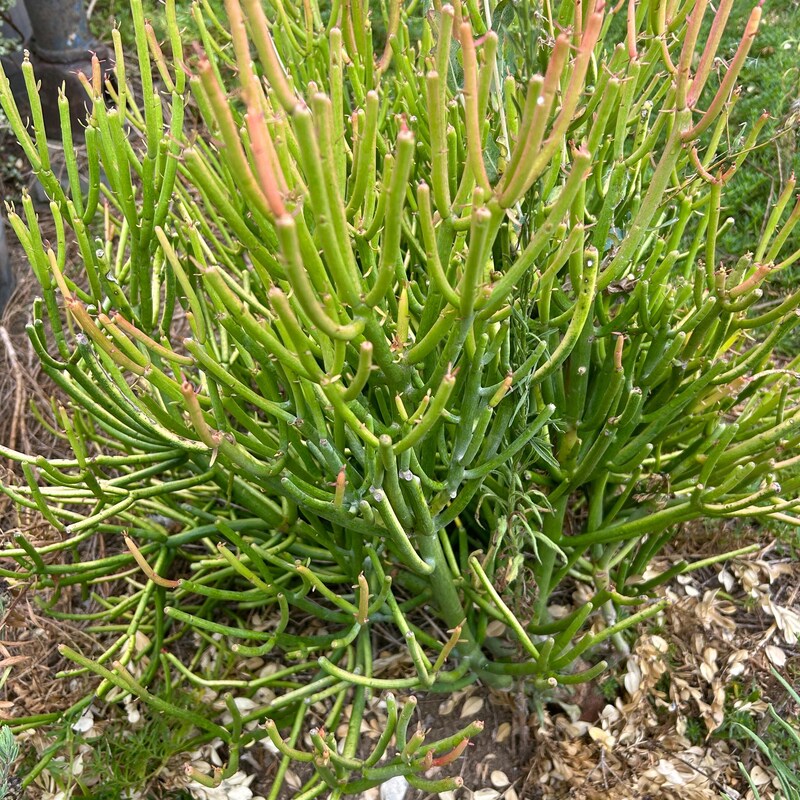 Pencil Cactus - Etsy