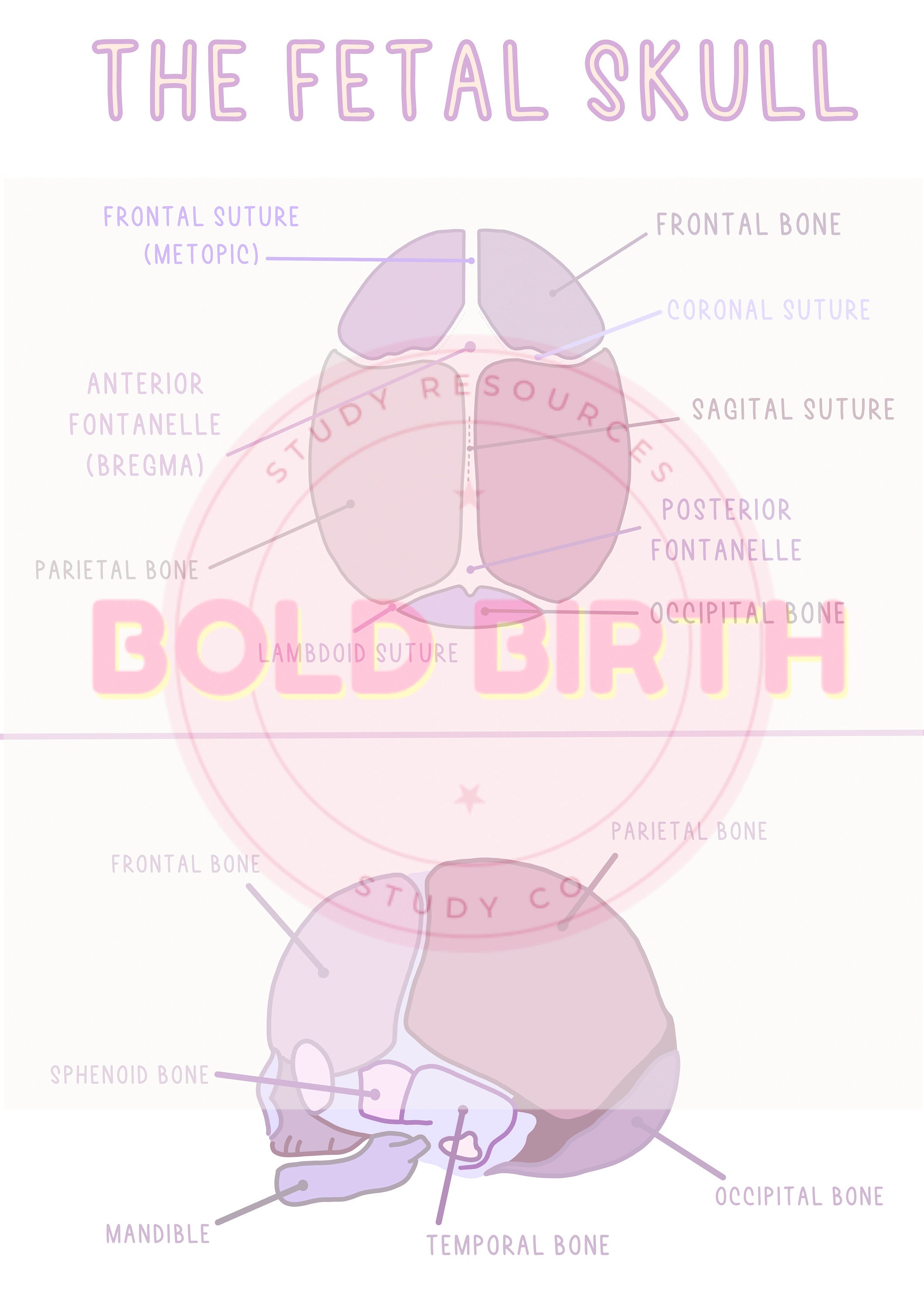 The Fetal Skull, Anatomy Poster - Etsy