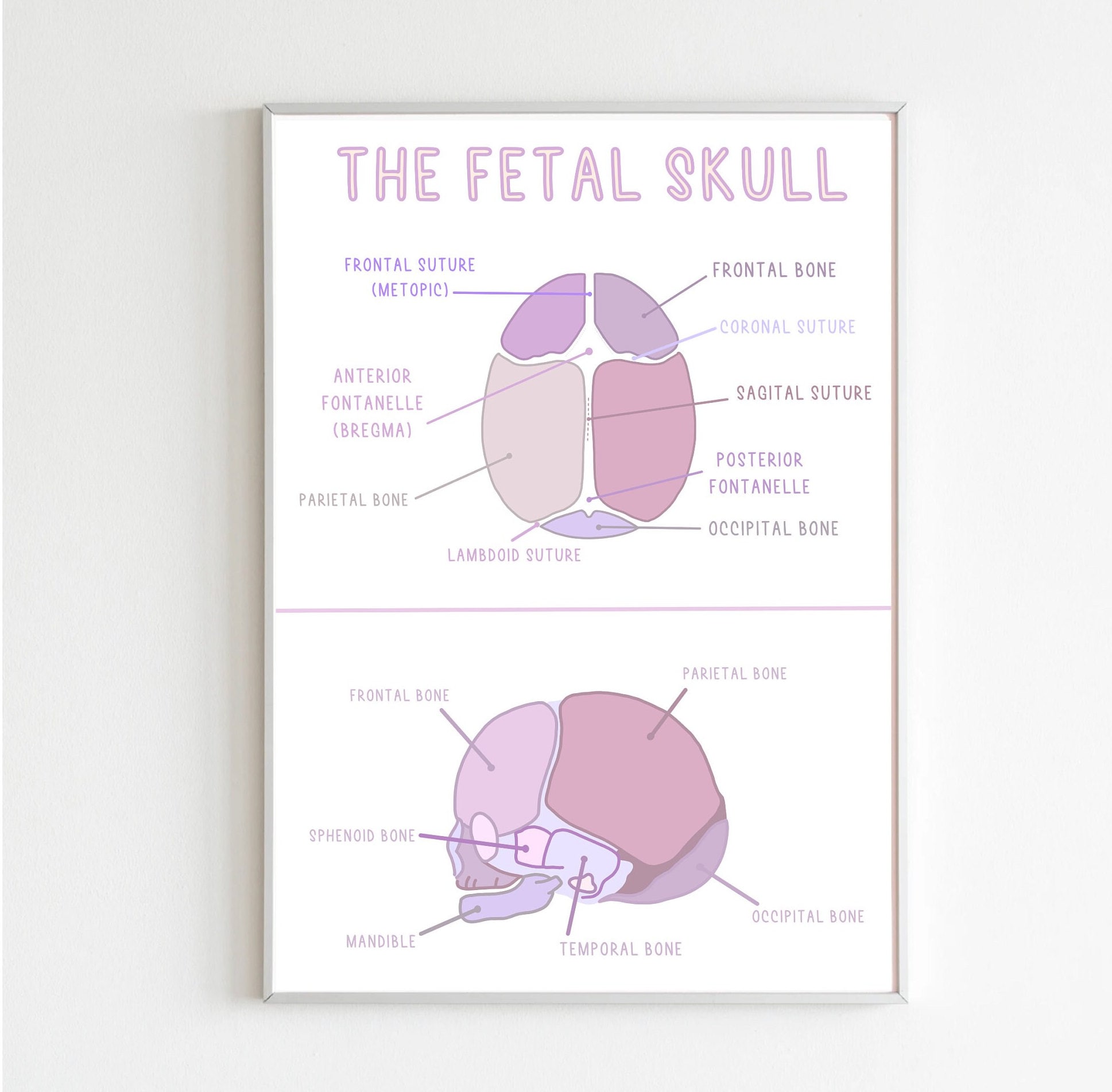 The Fetal Skull, Anatomy Poster - Etsy
