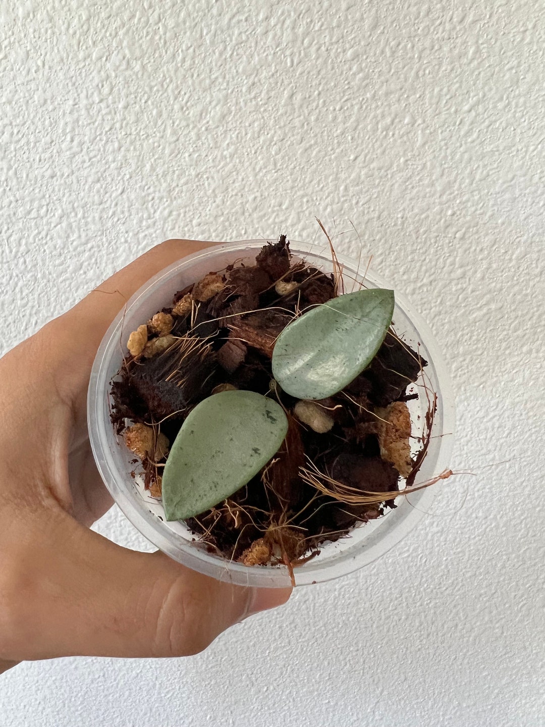 Hoya Lima Silver Rooted Rare Hoya Live Plant - Etsy