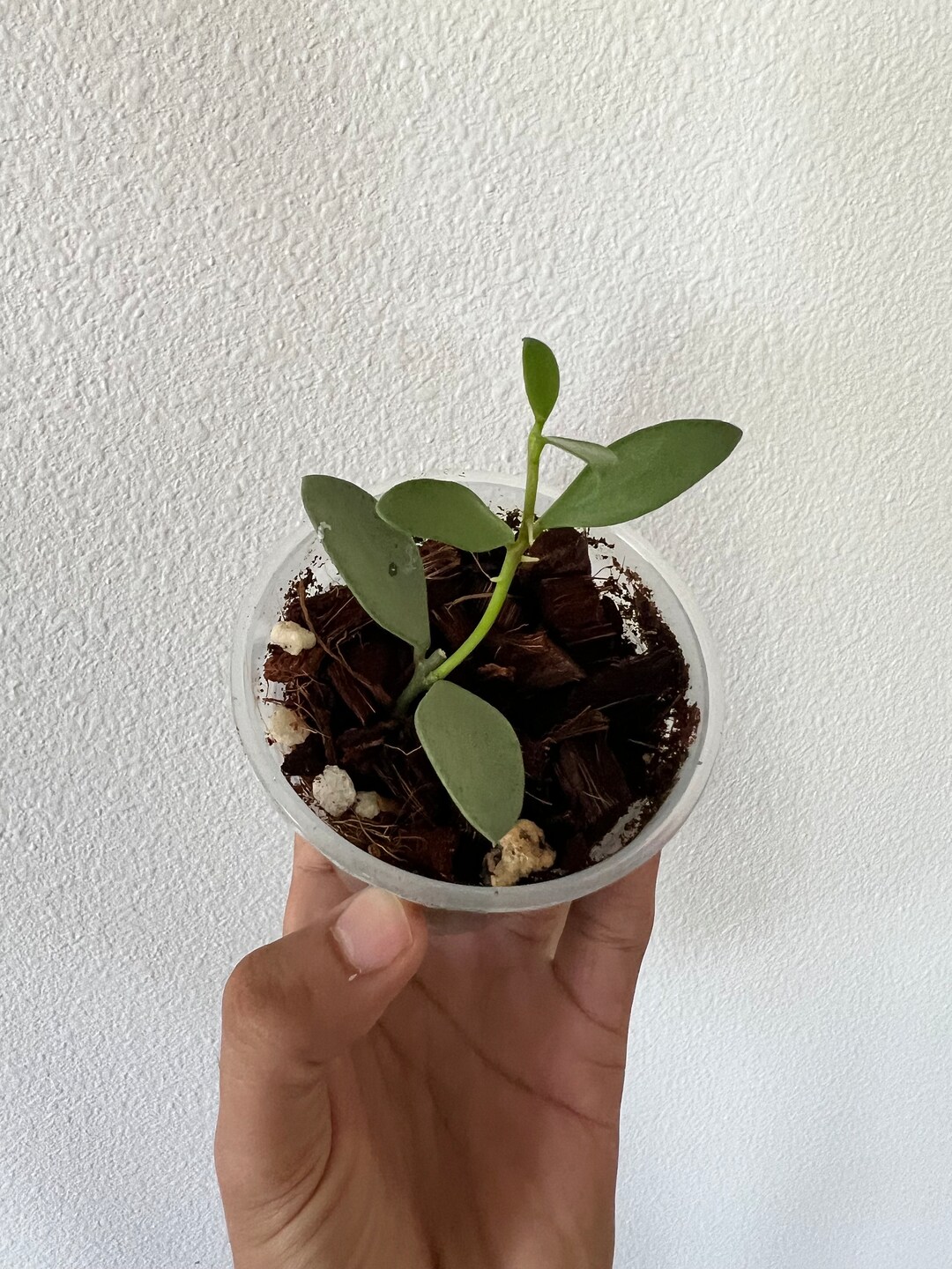 Hoya Nummulairoides Silver Rare Hoya Live Plant Potted - Etsy