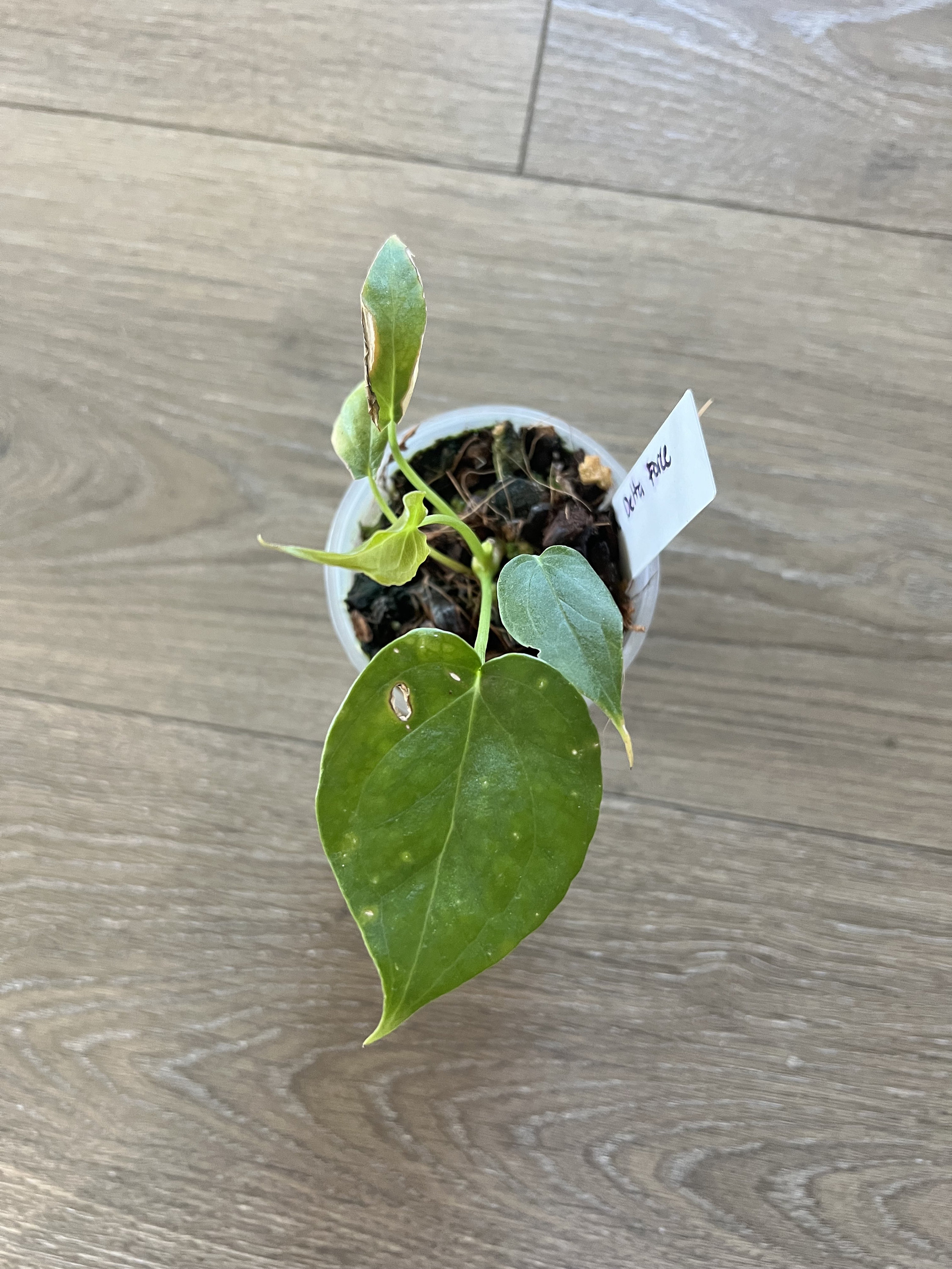 Anthurium Delta Force - Etsy