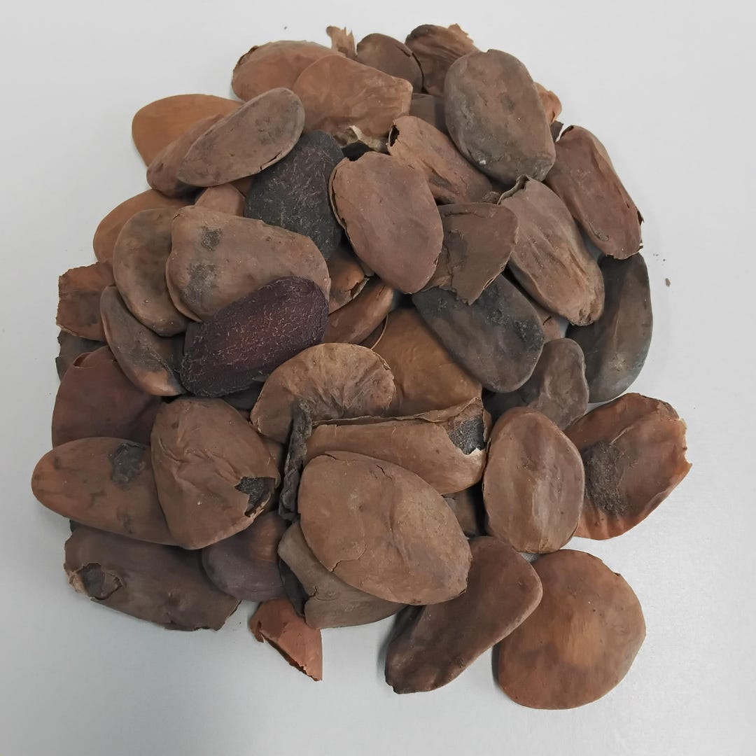 Hunteria Umbellata/abere Seeds - Etsy UK