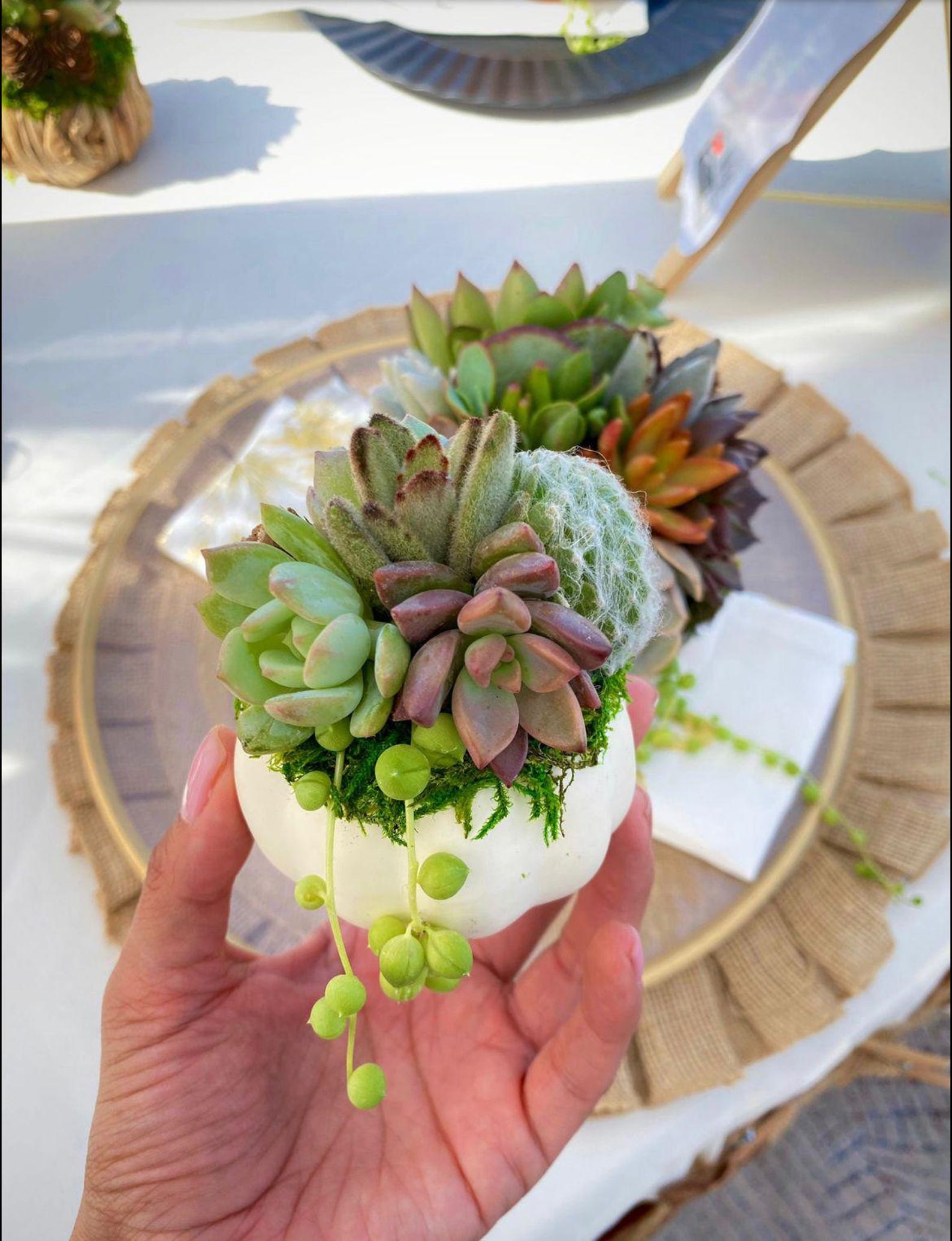 Pumpkin Succulent Arrangements•handmade Pumpkin Succulent Decor•perfect ...