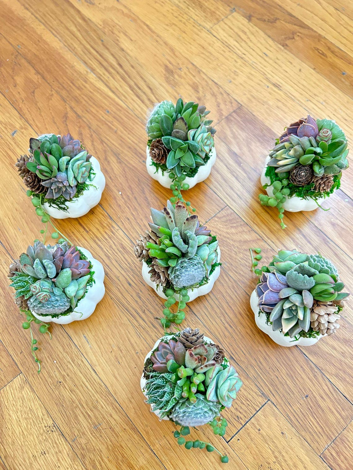 Pumpkin Succulent Arrangements•handmade Pumpkin Succulent Decor•perfect ...