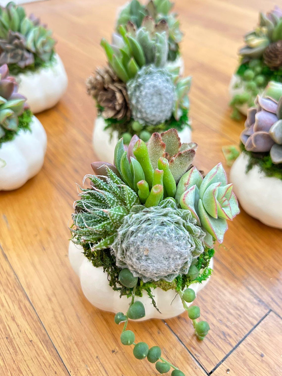 Pumpkin Succulent Arrangements•handmade Pumpkin Succulent Decor•perfect ...
