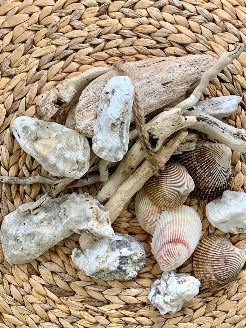 Freshwater Driftwood and Shells Combo, 21 Pieces, Nautical Rustic Decor ...