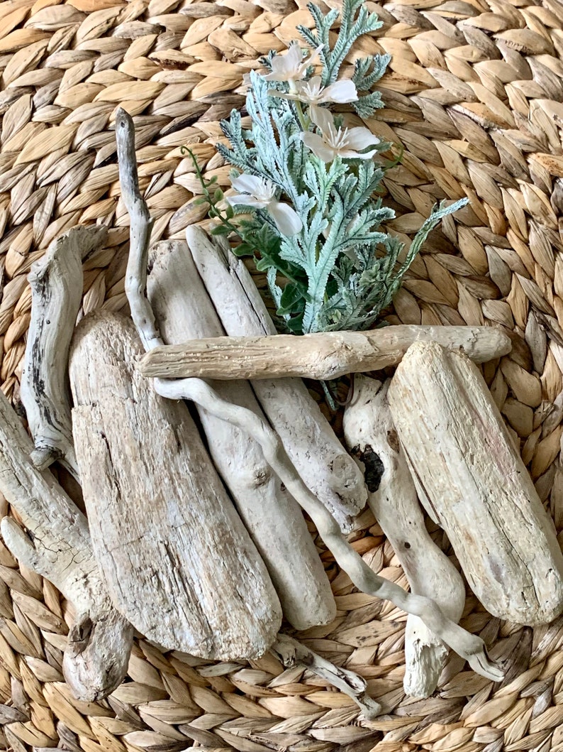 Freshwater Driftwood and Shells Combo, 21 Pieces, Nautical Rustic Decor ...