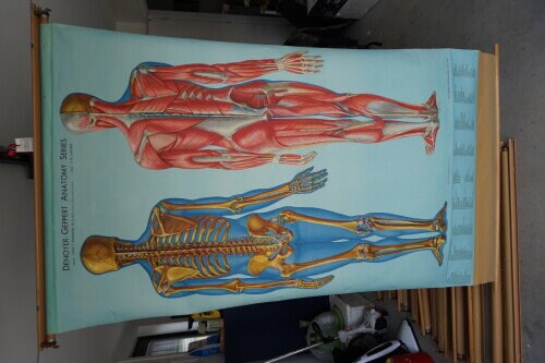 Denoyer-geppert Anatomy Series Set KL1 KL14 14 Total With Rack - Etsy