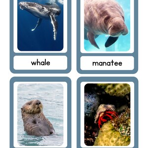 Sea Animals Flash Cards,sea Creatures Learning Cards,marine Life ...