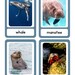 Sea Animals Flash Cards,sea Creatures Learning Cards,marine Life ...
