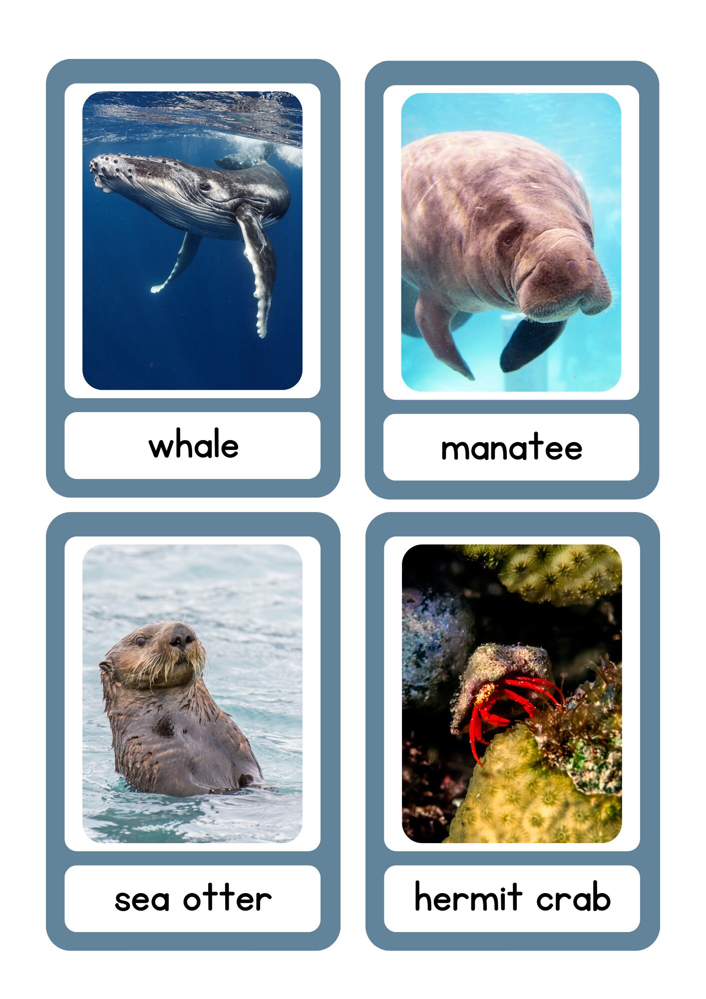 Sea Animals Flash Cards,sea Creatures Learning Cards,marine Life ...