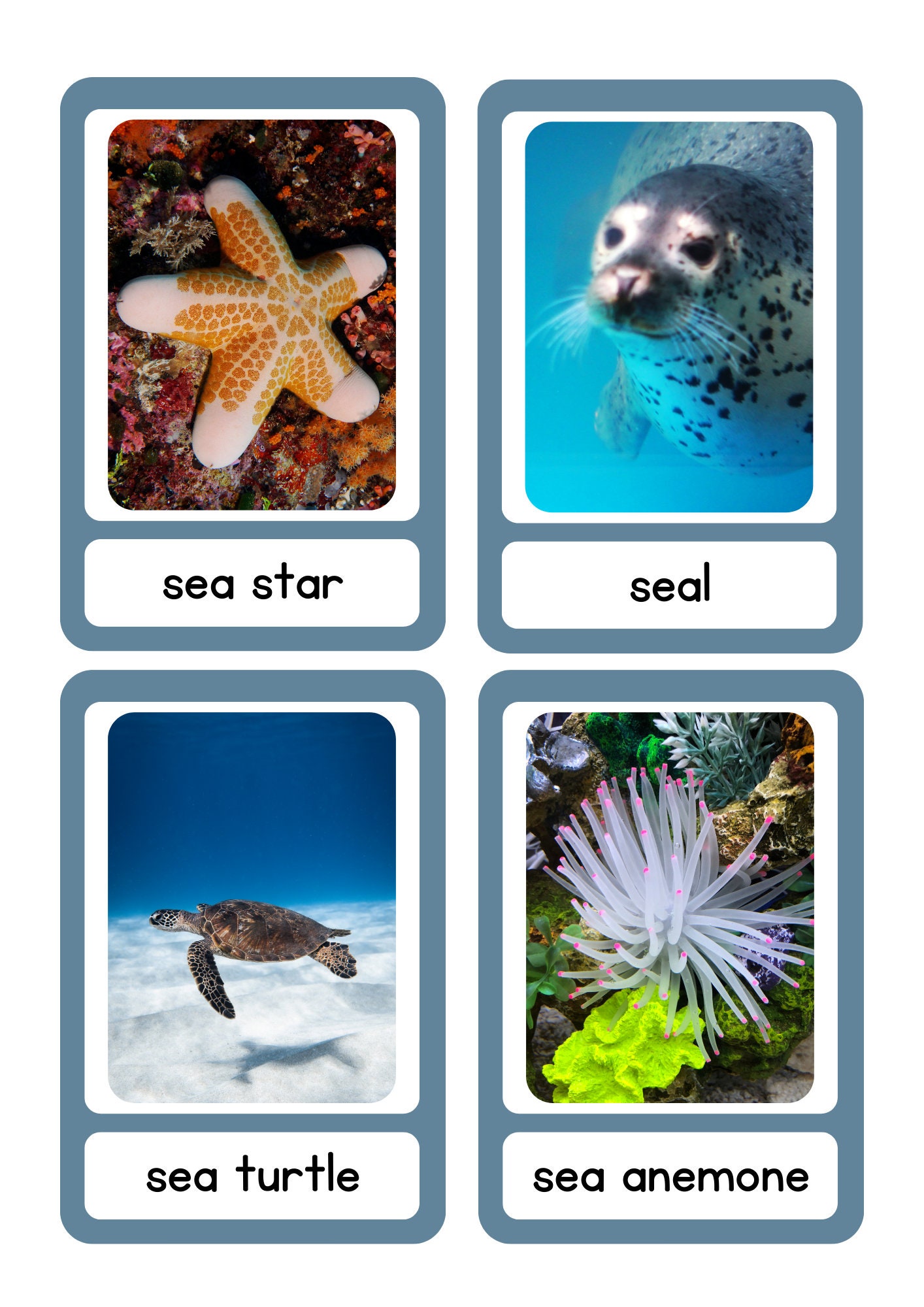 Sea Animals Flash Cards,sea Creatures Learning Cards,marine Life ...