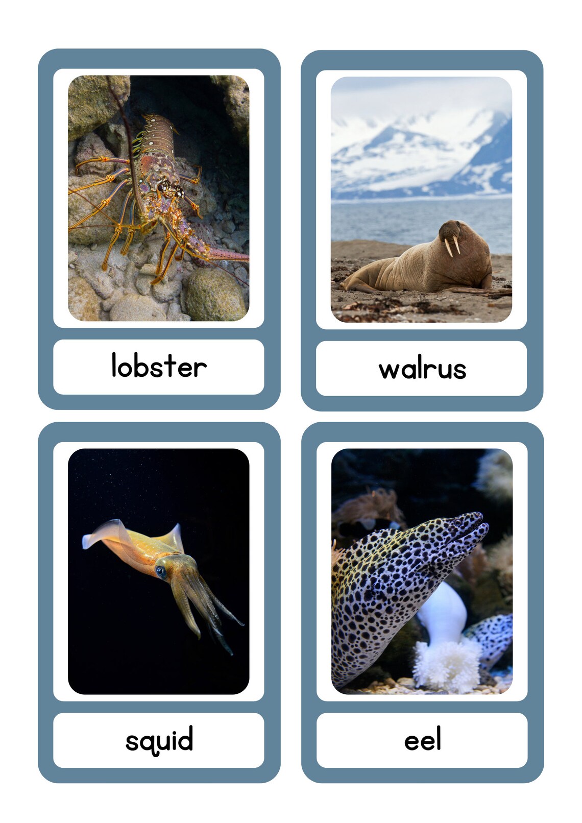 Sea Animals Flash Cards,sea Creatures Learning Cards,marine Life ...