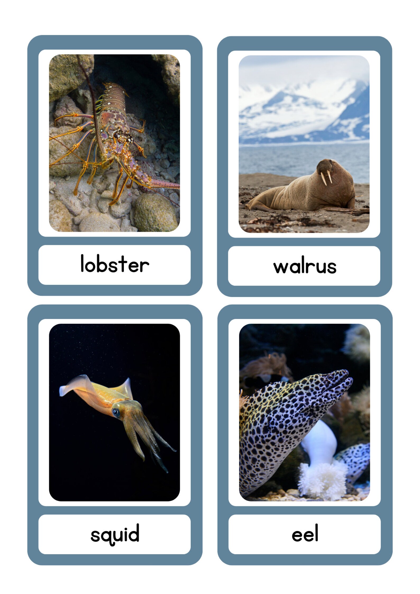 Sea Animals Flash Cards,sea Creatures Learning Cards,marine Life ...