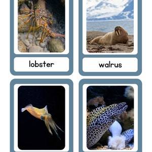 Sea Animals Flash Cards,sea Creatures Learning Cards,marine Life ...