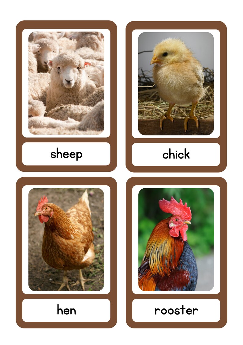 Farm Animal Vocabulary Photo Flashcards,fun Farm Animal Learning ...
