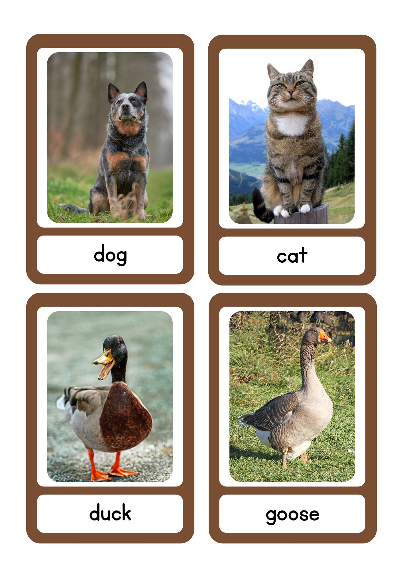Farm Animal Vocabulary Photo Flashcards,fun Farm Animal Learning ...