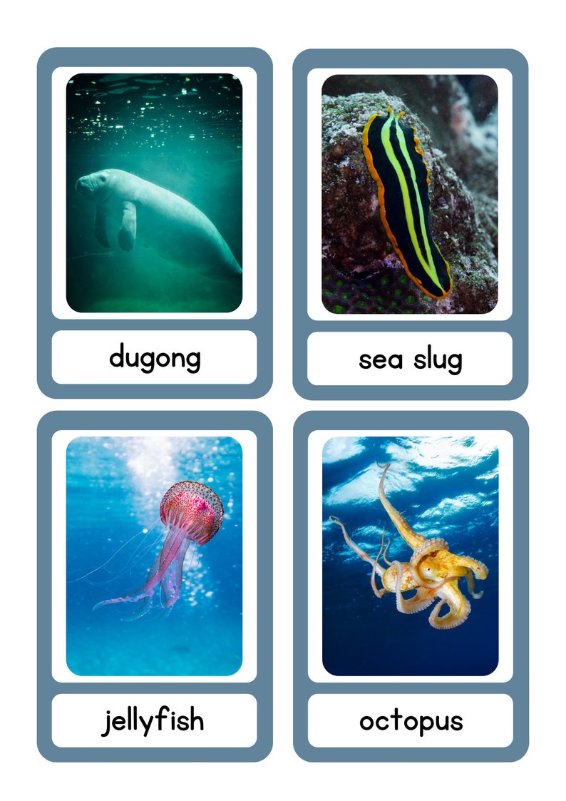 Sea Animals Flash Cards,sea Creatures Learning Cards,marine Life ...