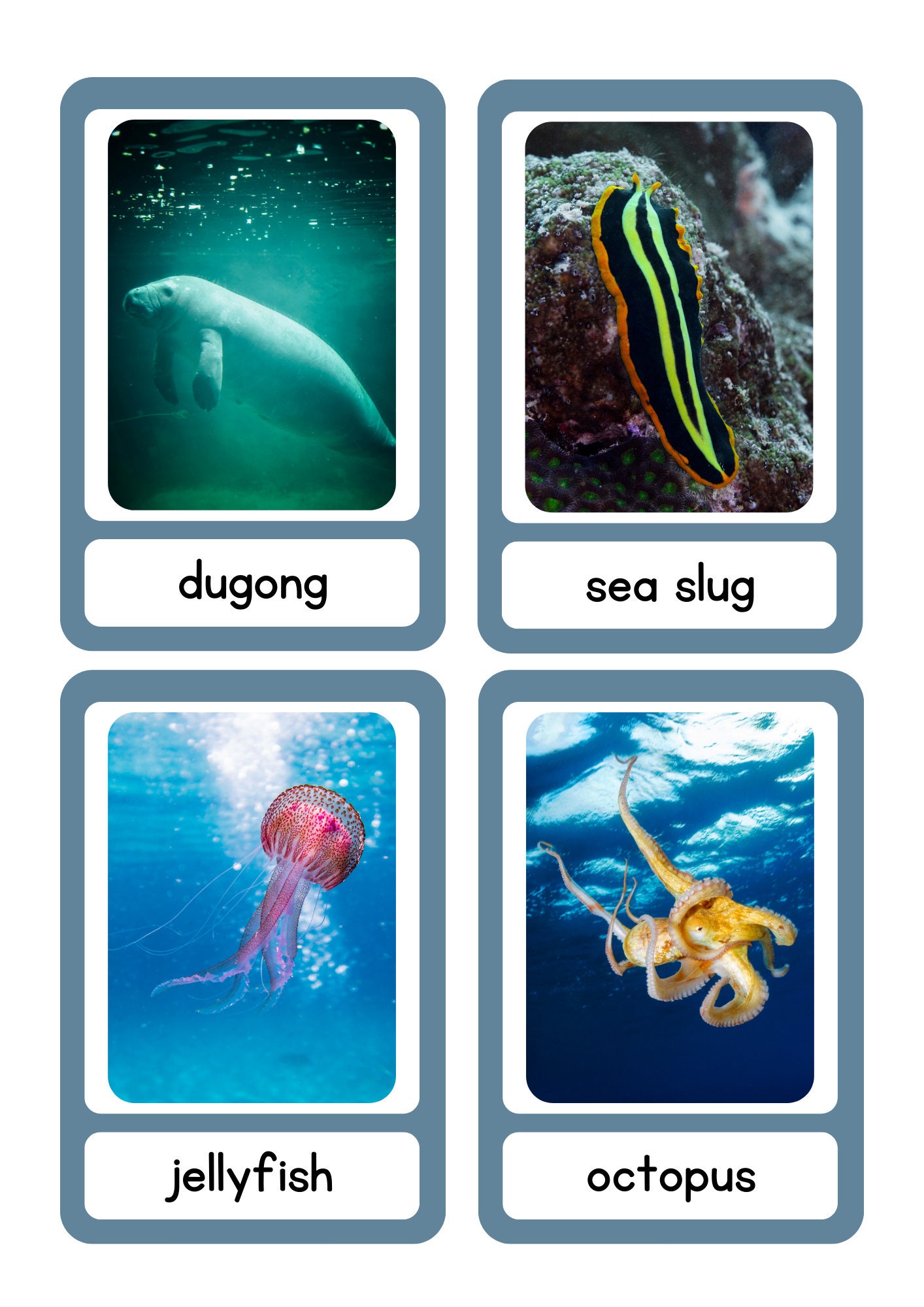 Sea Animals Flash Cards,sea Creatures Learning Cards,marine Life ...
