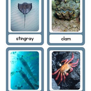 Sea Animals Flash Cards,sea Creatures Learning Cards,marine Life ...