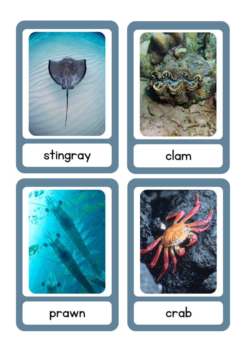 Sea Animals Flash Cards,sea Creatures Learning Cards,marine Life ...