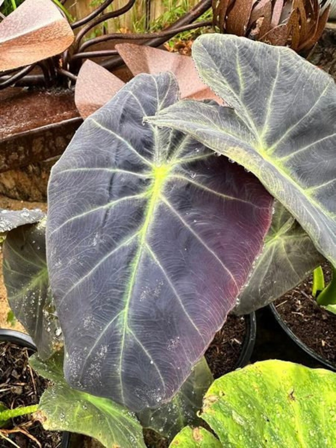 Rare Colocasia Esculenta Diamond Head Taro Elephant Ears: Tropical ...