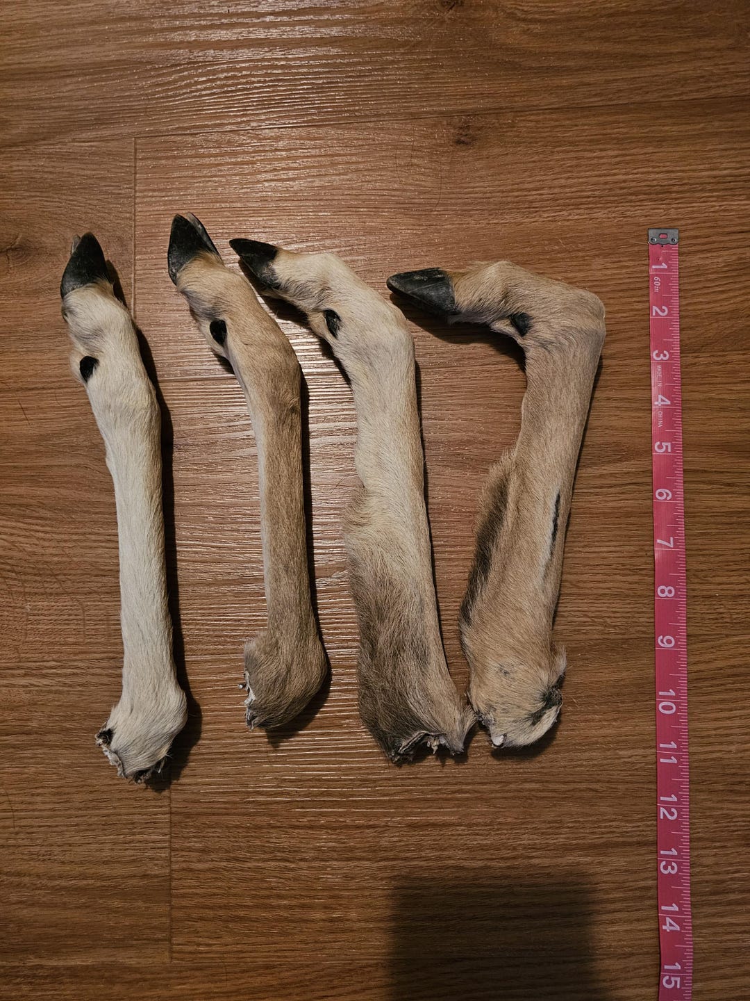 4 Mummified Juvinile Whitetail Deer Legs - Etsy