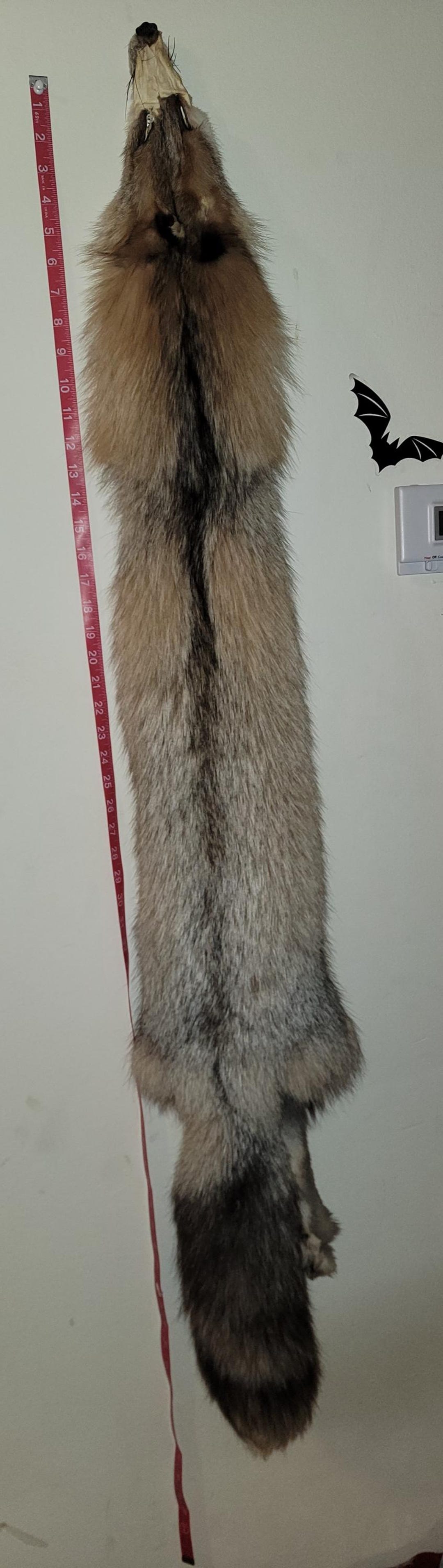 Damaged Silver Cross Fox Wallhanger Pelt - Etsy