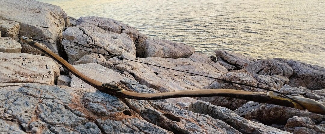 Recurve Reflex/deflex Sinew Backed Bow - Etsy