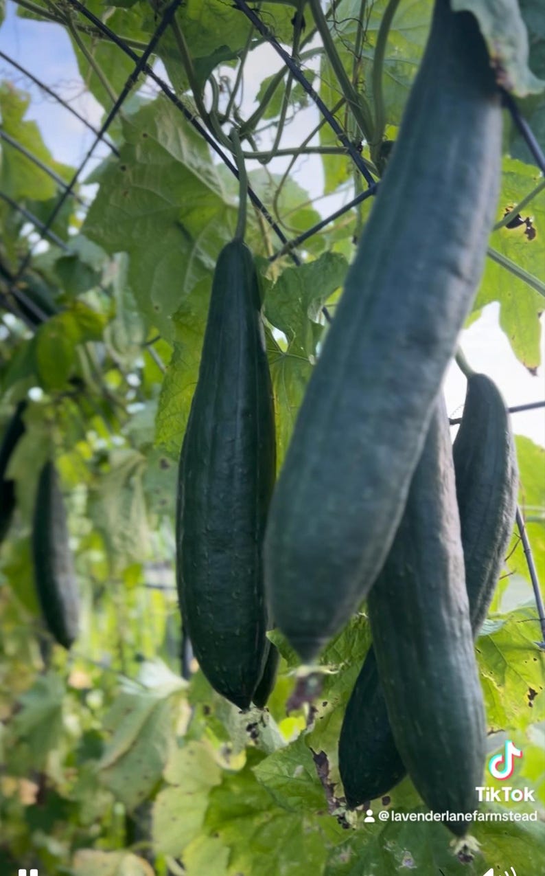 Luffa Seeds: Grow Your Own Sponge, Heirloom Variety (30 + Seeds) - Etsy