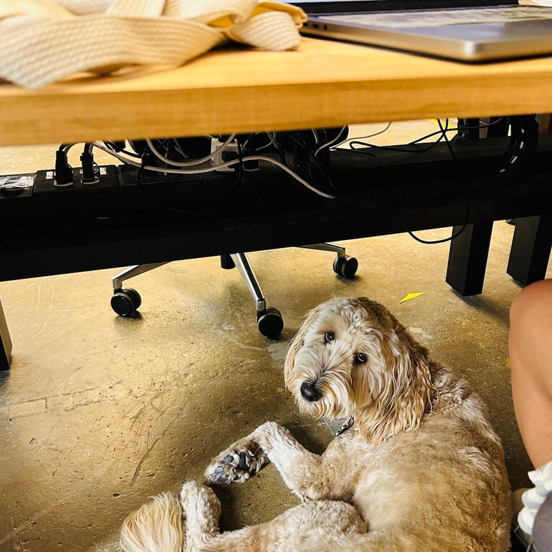 Dog Under Desk - Etsy