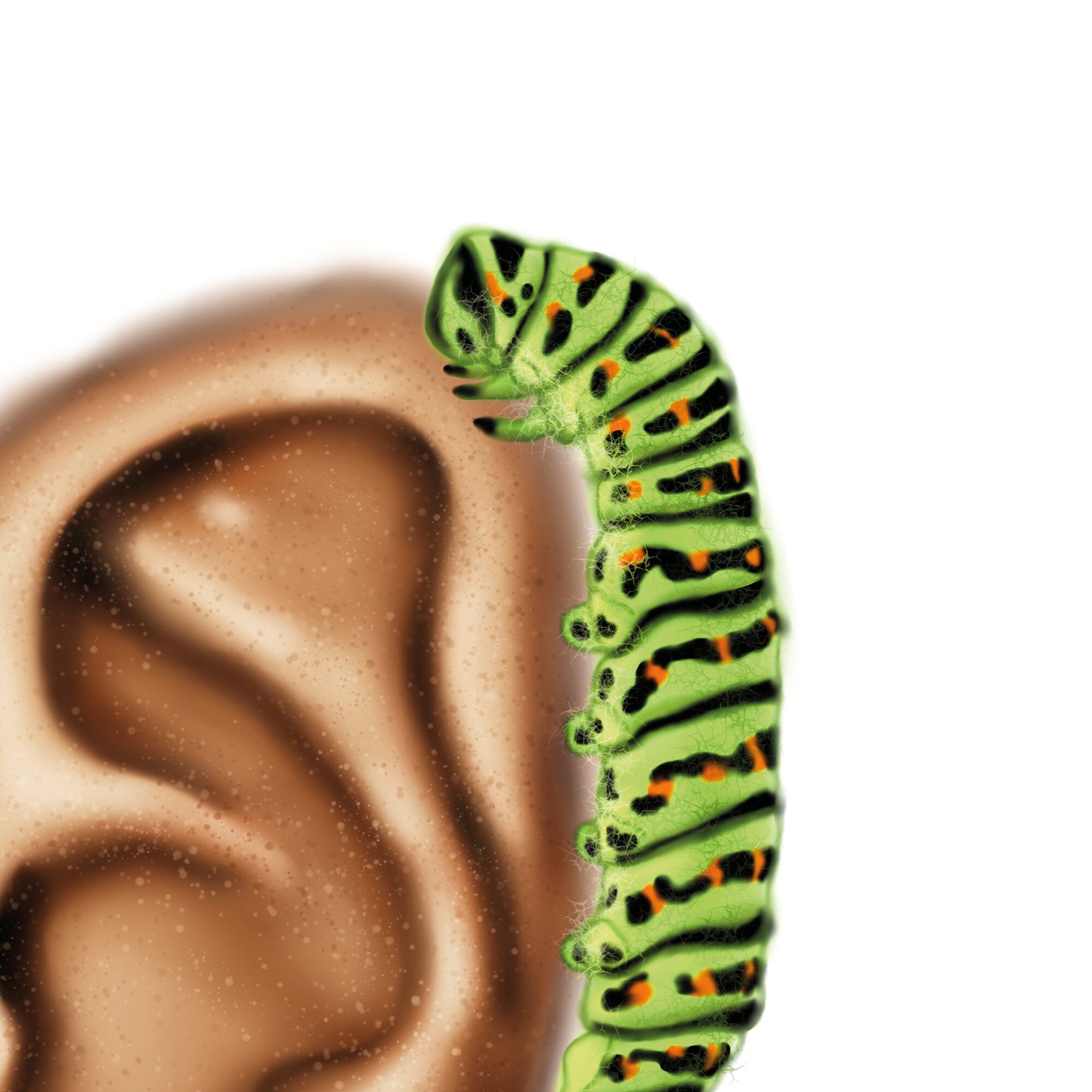 Illustrated Poster Insect and Human Body papilio Machaon - Etsy