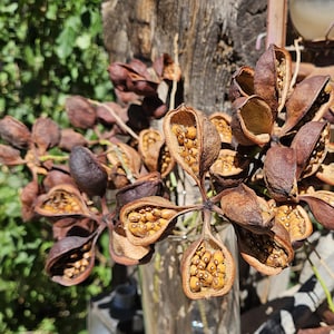 Bottle Tree Pods DIY Farmhouse Rustic Boho Wreaths Fairy Potpourri ...