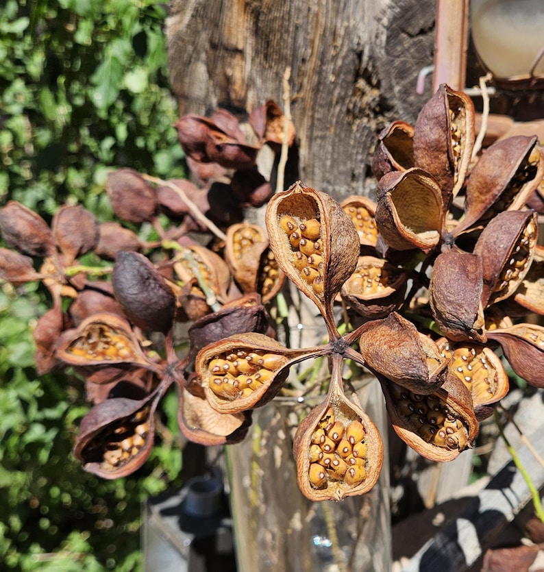 Bottle Tree Pods DIY Farmhouse Rustic Boho Wreaths Fairy Potpourri ...