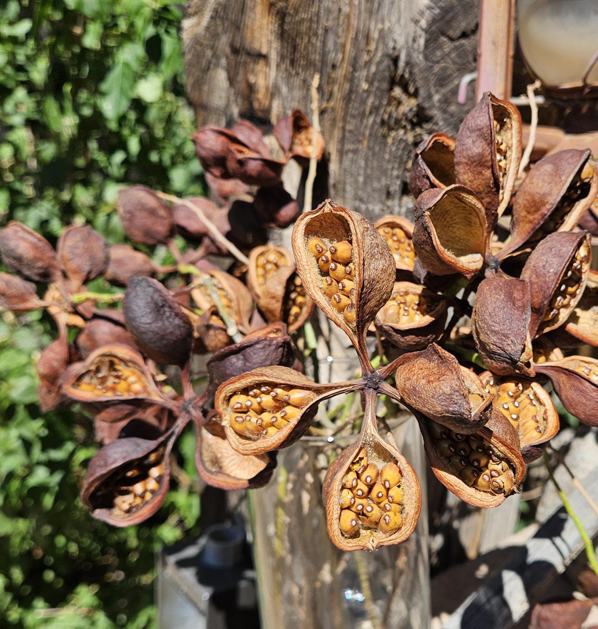 Bottle Tree Pods DIY Farmhouse Rustic Boho Wreaths Fairy Potpourri ...